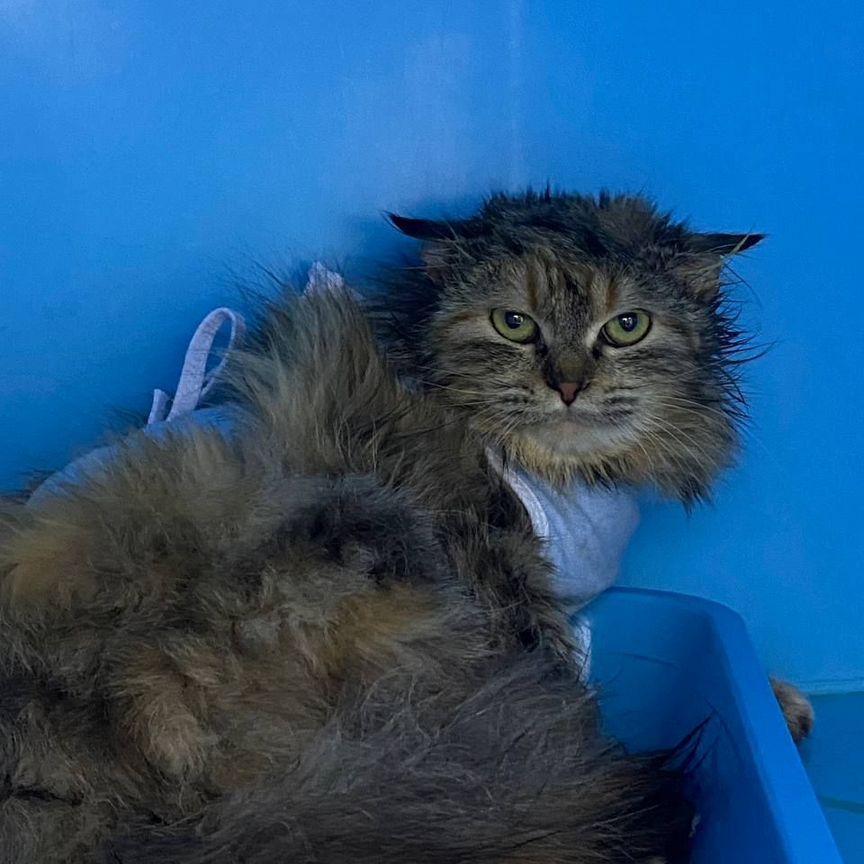 Меньше суток на поиск дома.Возврат на улицу.Шанс