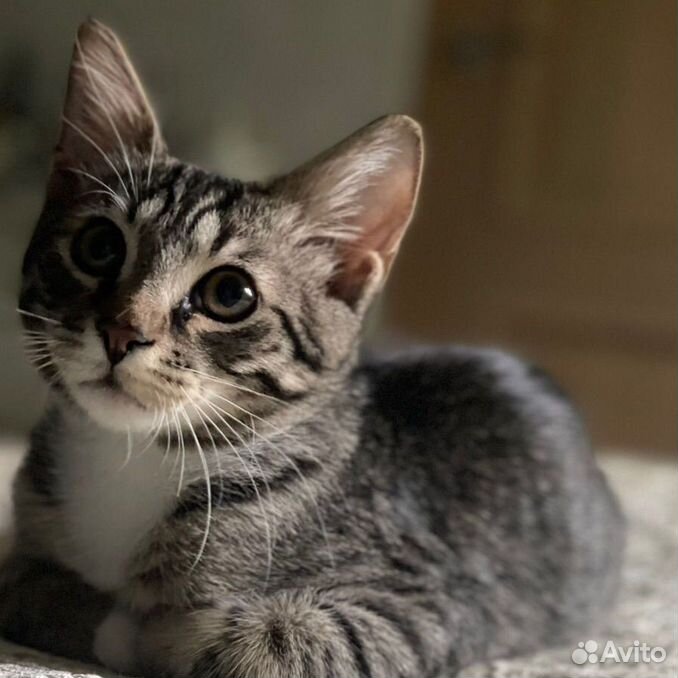 Котенок Виски ищет дом
