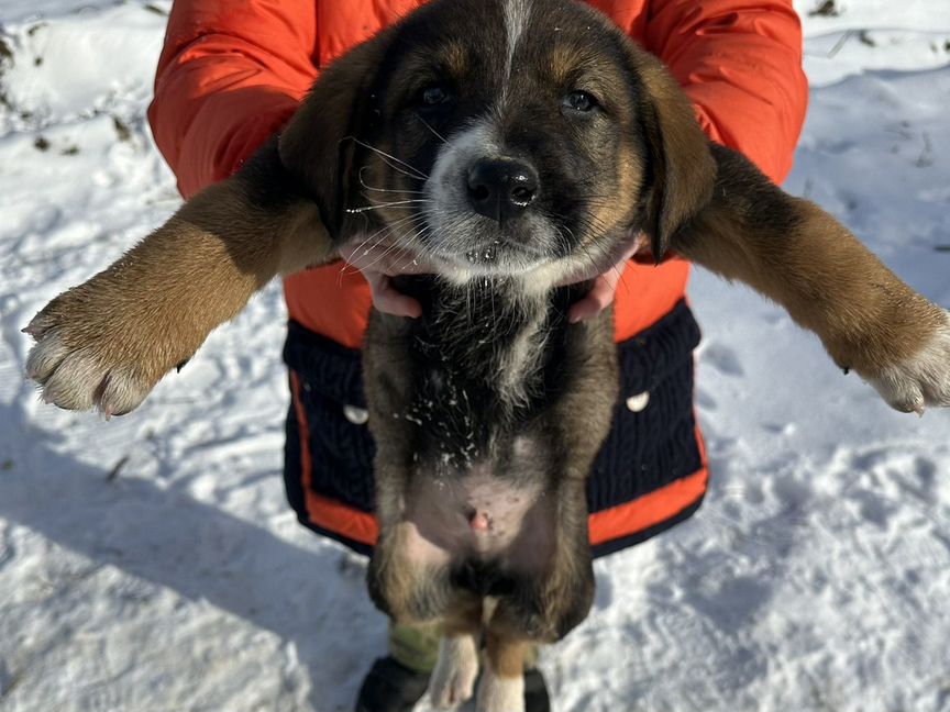 Шенок малтчик в добрые руки