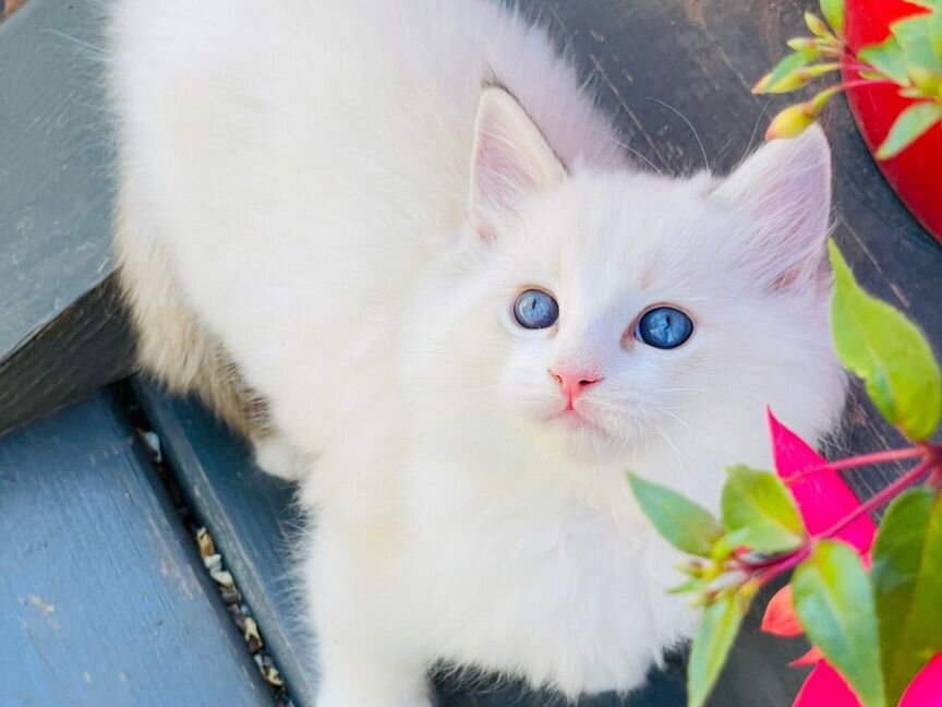 Котята рэгдолл