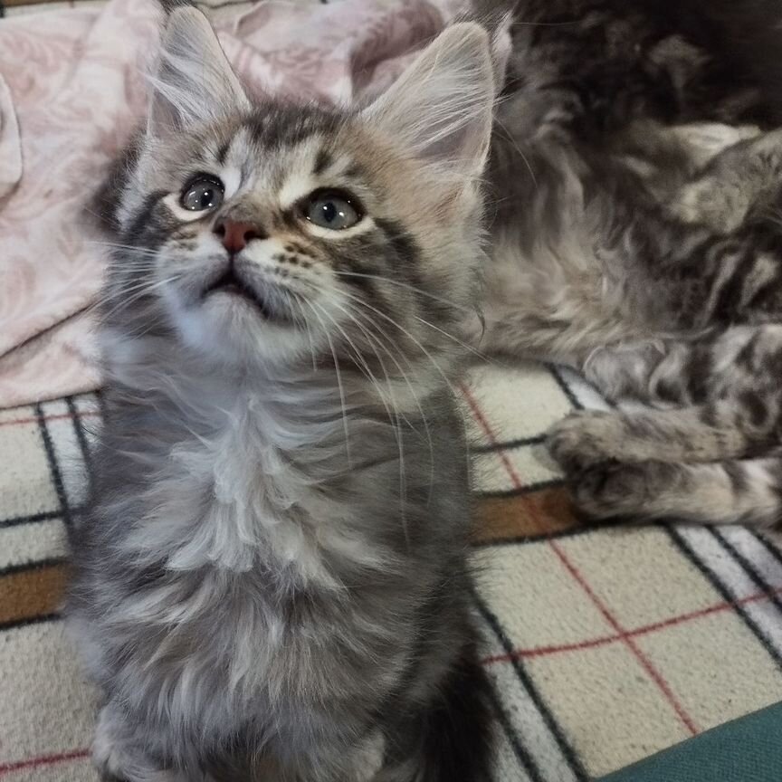 Мейн-кун котёнок