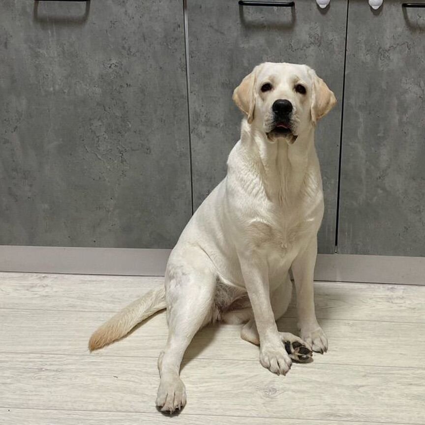 Лабрадор-ретривер, взрослая собака