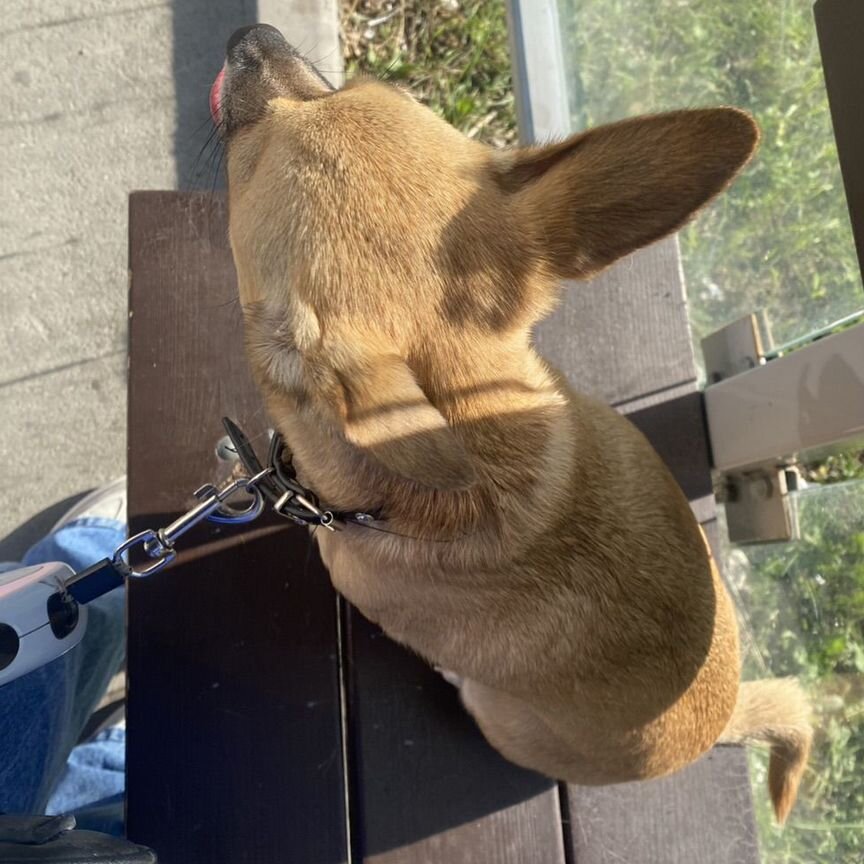 Цвергпинчер, взрослая собака