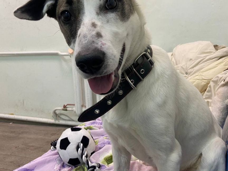 Собака в добрые руки