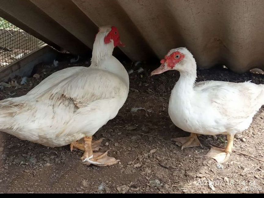 Мускусные утки