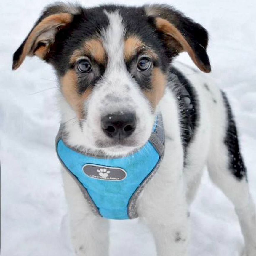 Щенок в добрые руки