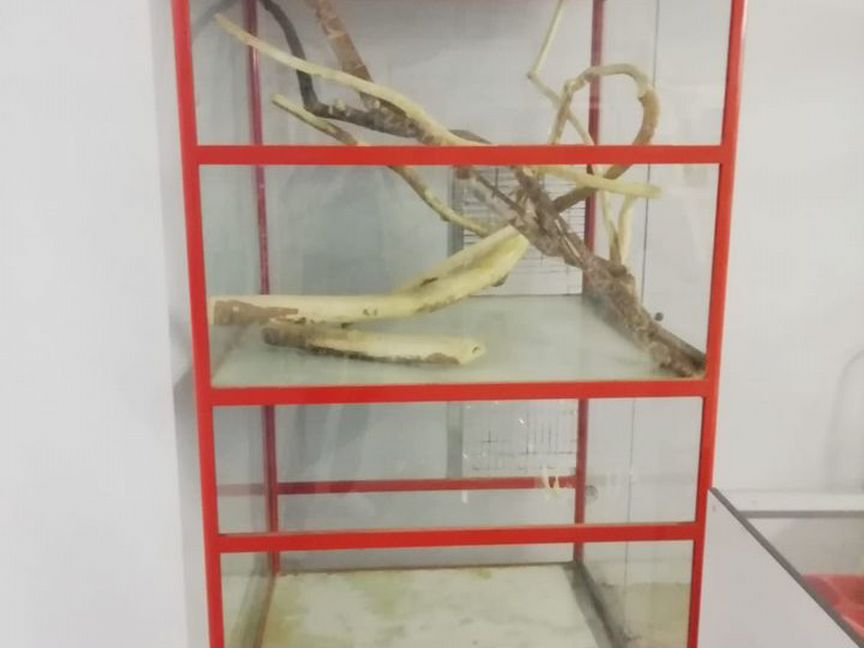 Террариум-витрина