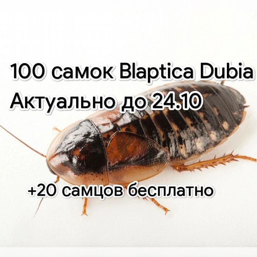 Аргентинский таракан