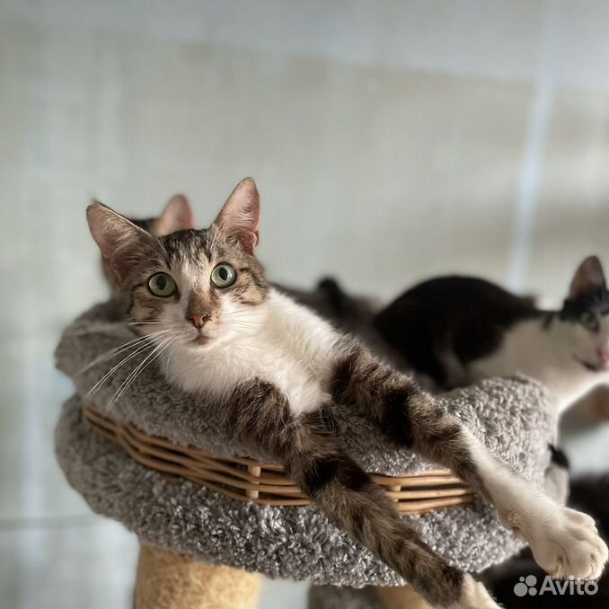 Обаятельный Патрик в дар