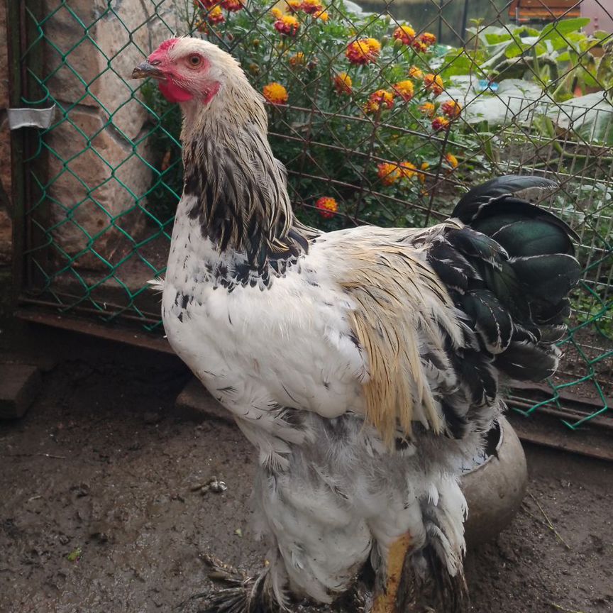 Петухи Брама, Кохинхин, М ехлеская кукушка
