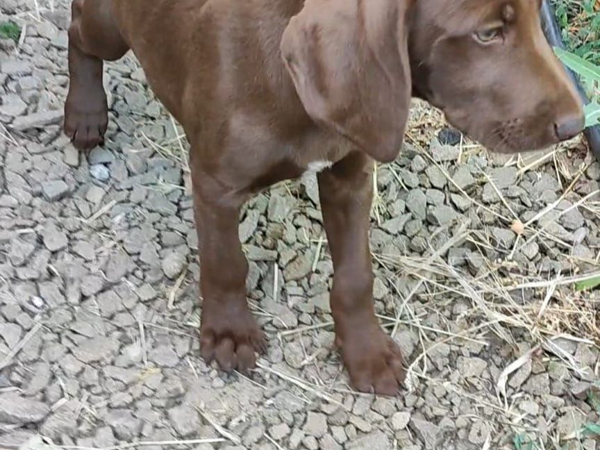 Щенок в добрые руки бесплатно