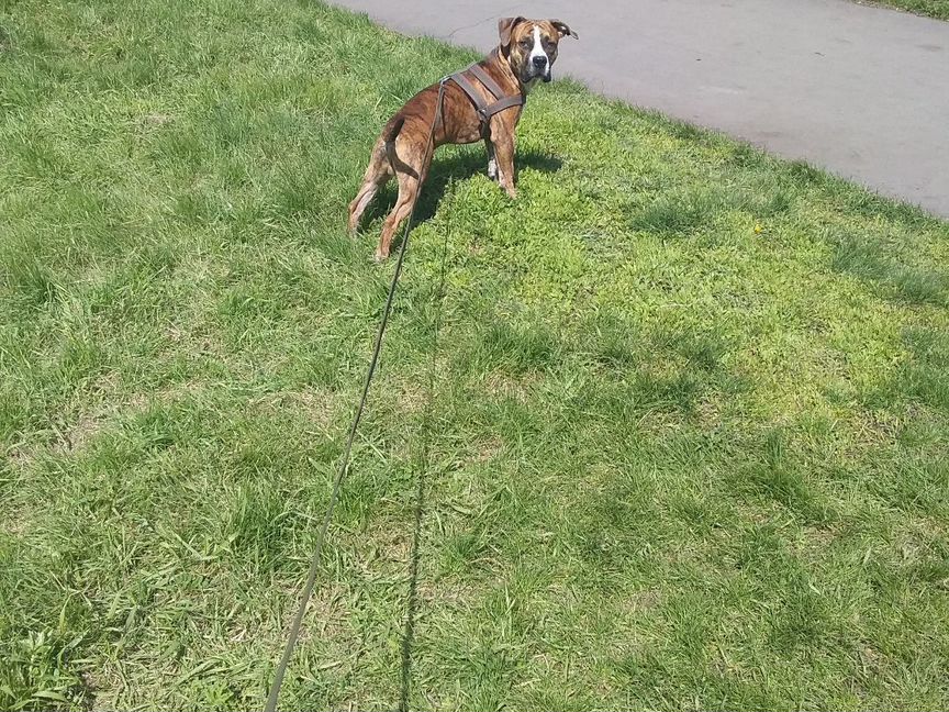 Отдам в добрые руки чистокровного Стафа