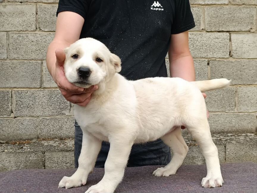 Среднеазиатская овчарка Девочка