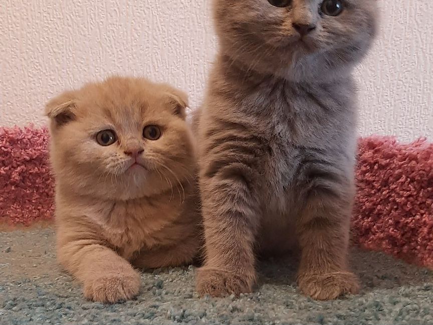 Шотландские котята, лиловые и голубые