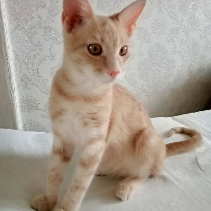 Домашний приют котик 4 месяца