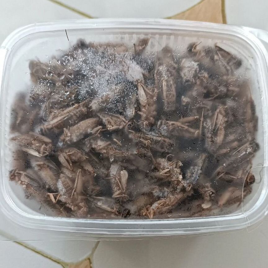 Сверчок кормовой заморозка