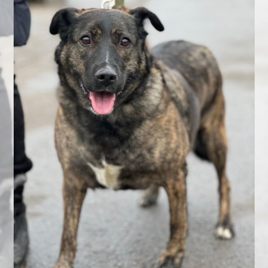 Собака из приюта в добрые руки