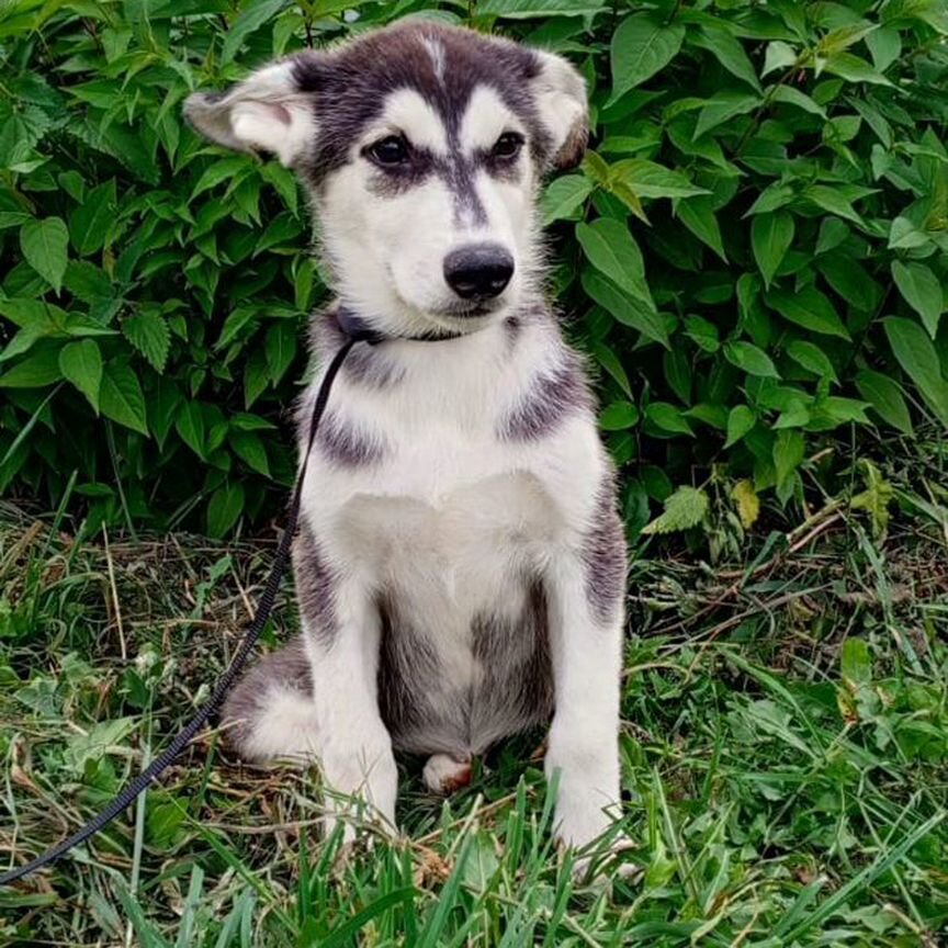Щенок девочка в добрые руки бесплатно