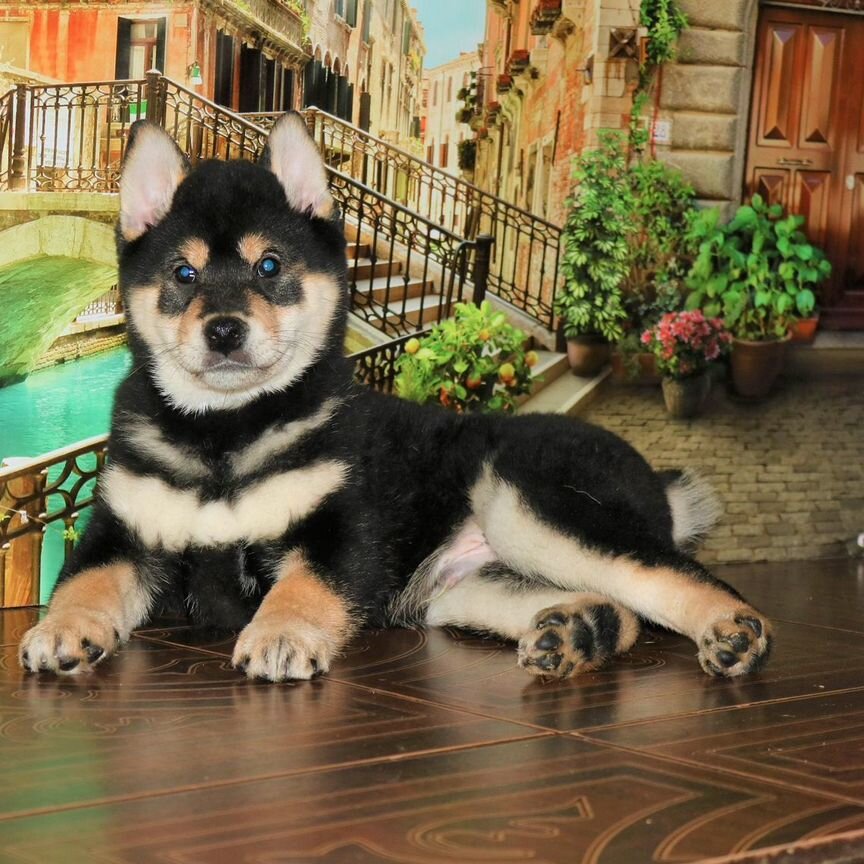 Сиба-ину, щенок