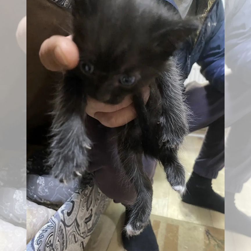 Котёнок в добрые руки