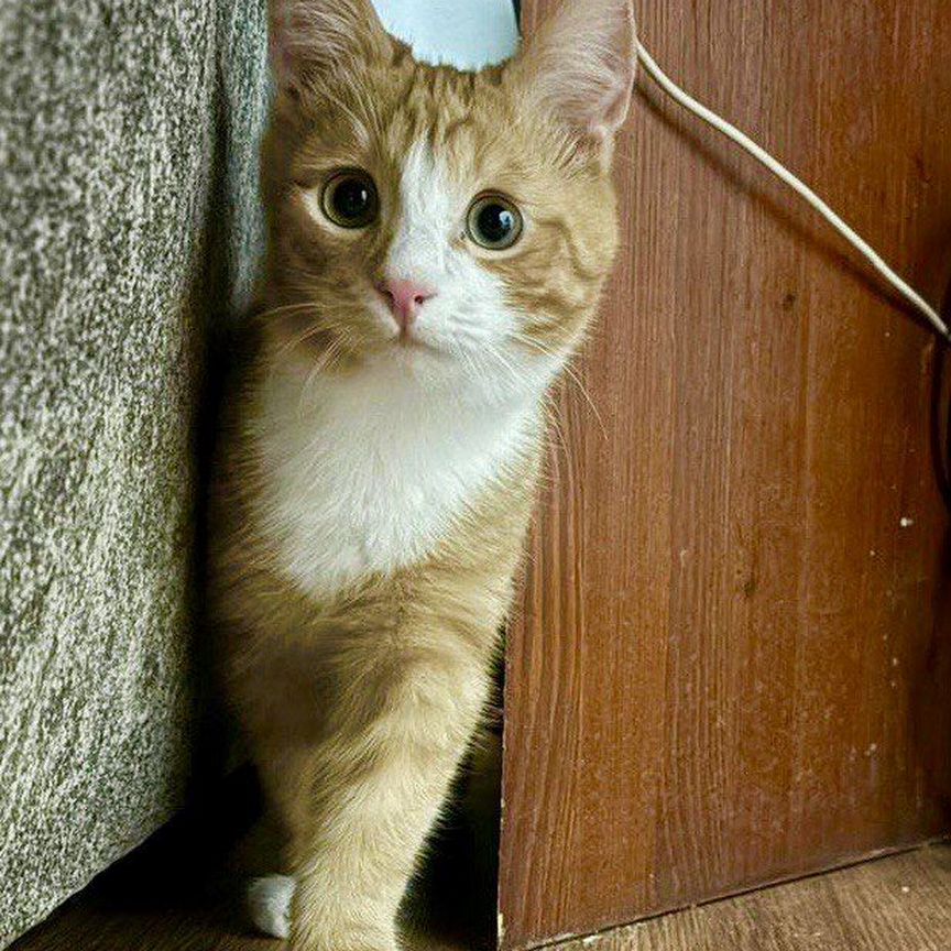 Рыжий котенок Кузя в добрые руки