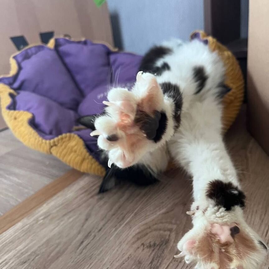 Котику очень нужен дом