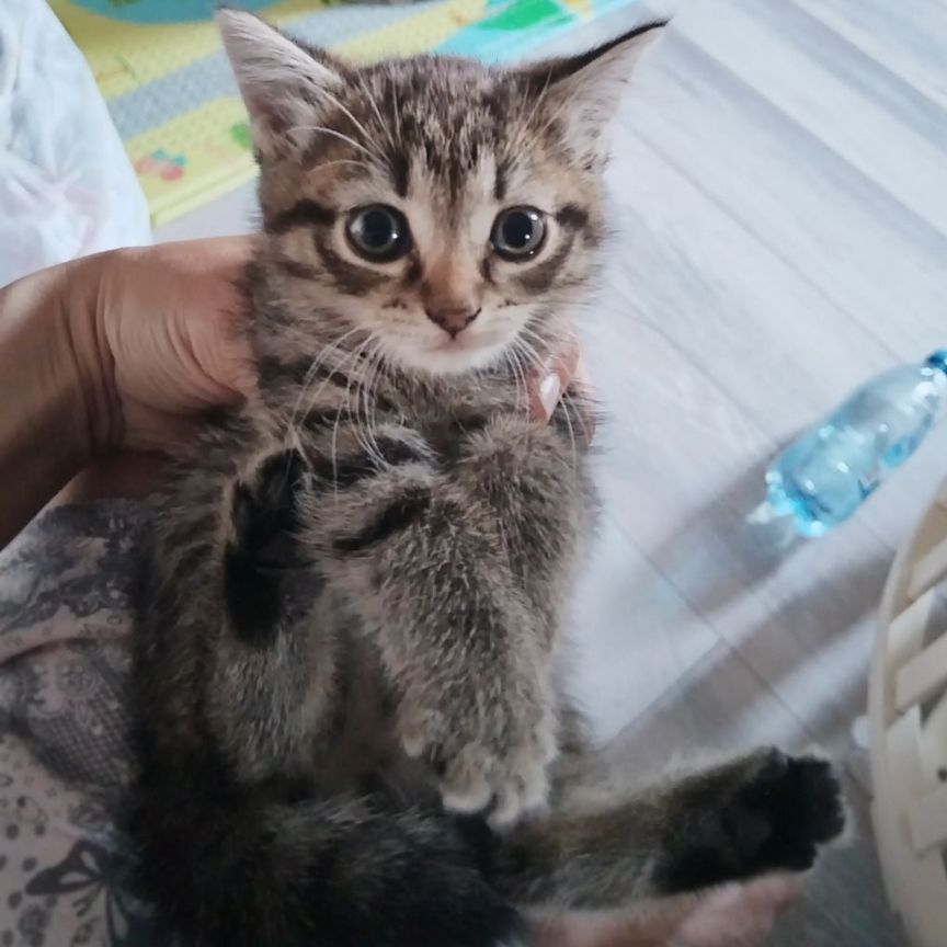 Британский короткошёрстный котёнок
