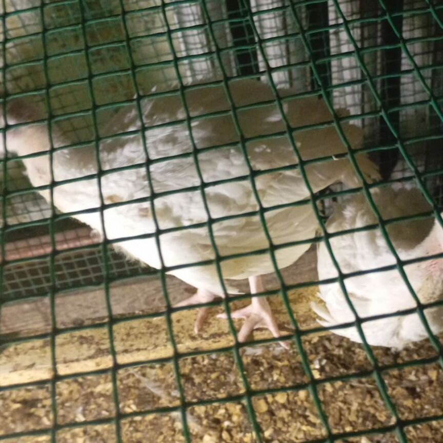 Индюшата подрощенные