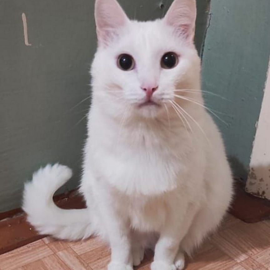 Кошки