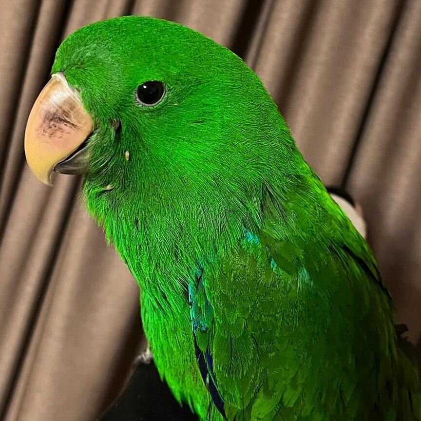 Попугай Эклектус выкормыш