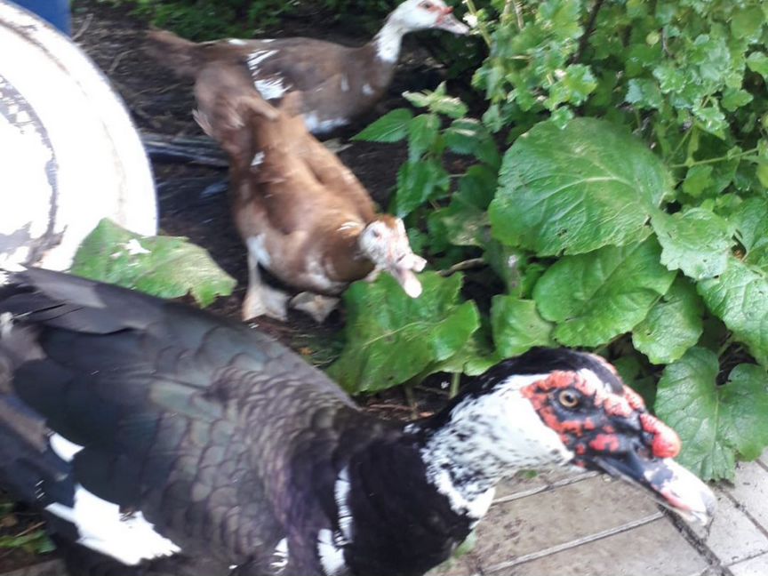 Индоутки(мускусные)