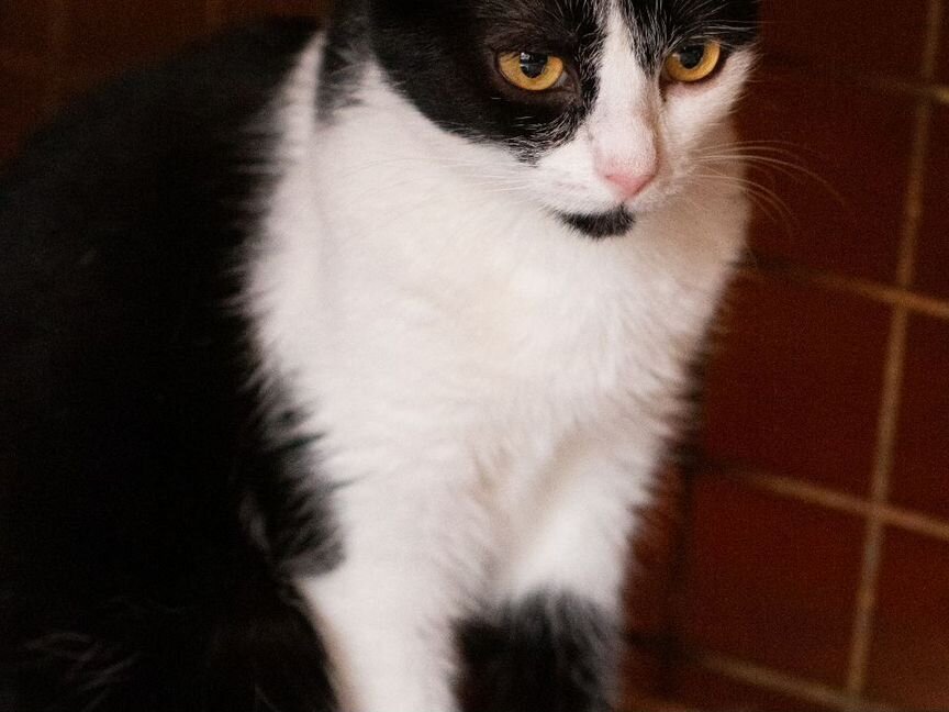 Милая кошечка Лика ждёт свою семью в приюте