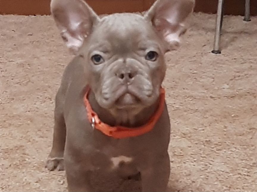 Изабелла тан с ношением какао (возможна доставка)