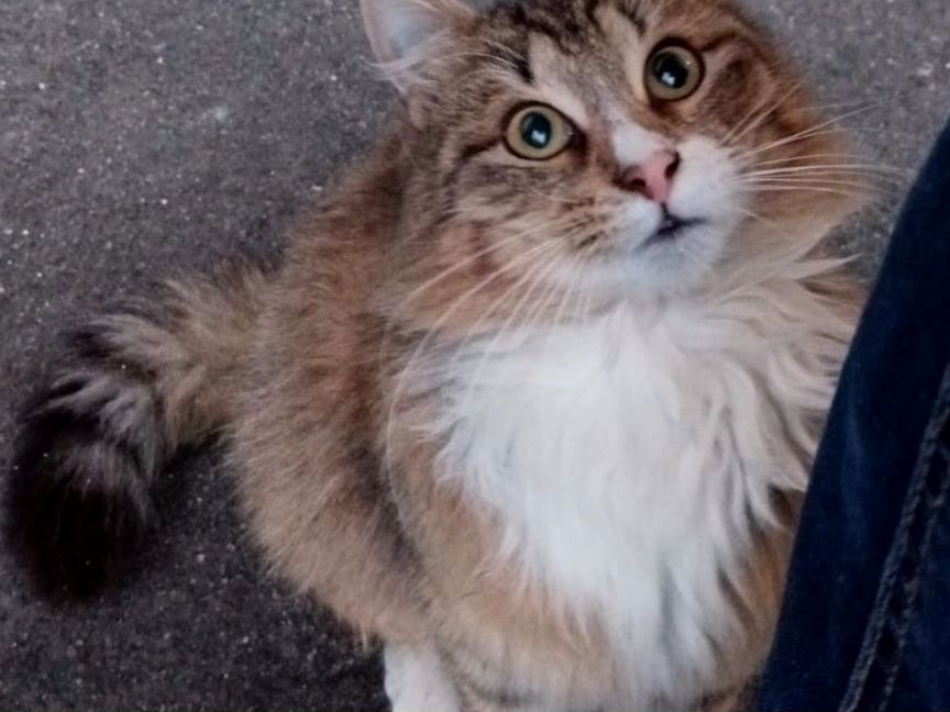 Рыжий, Полосатый, Пушистый Мурз