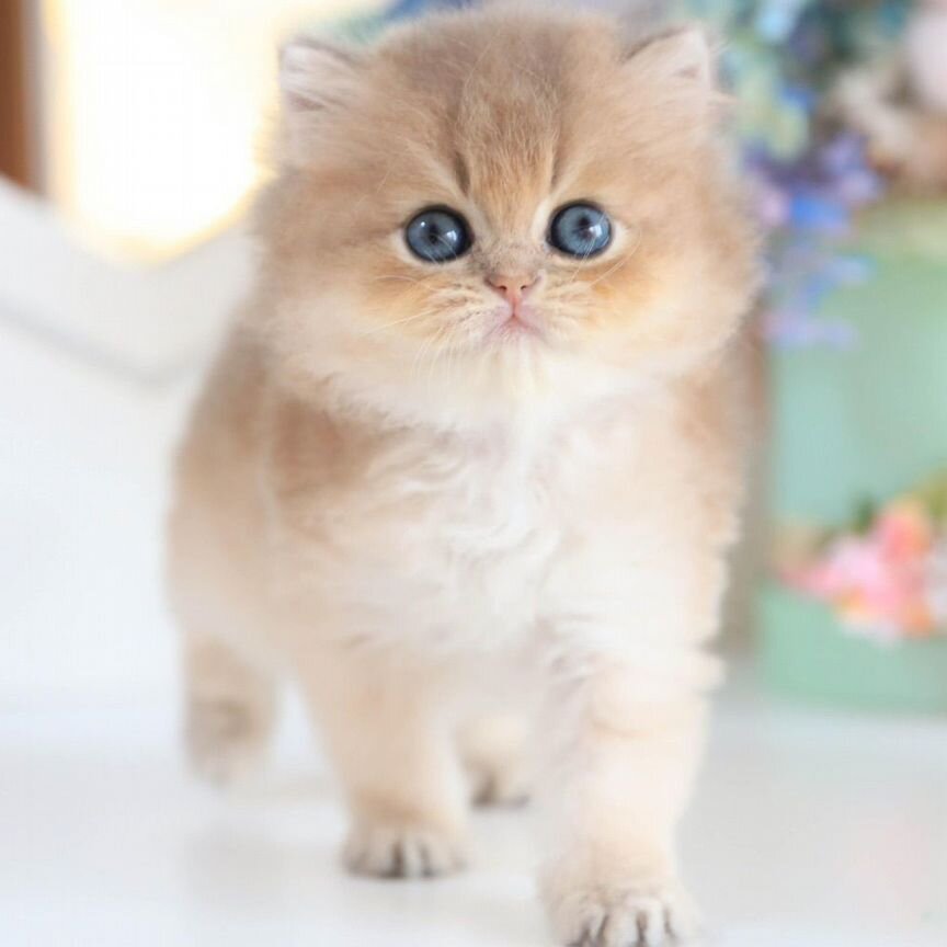 Длинношерстный британский котенок