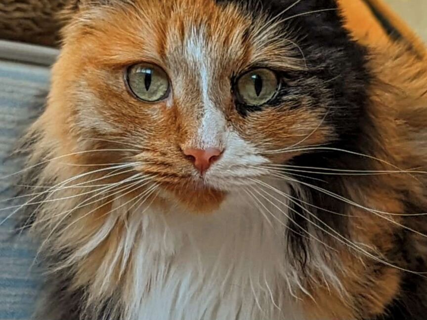 Трехцветная ласковая Клеопатра