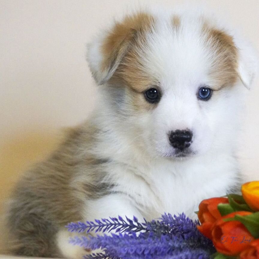 Вельш Корги Пемброк, щенок