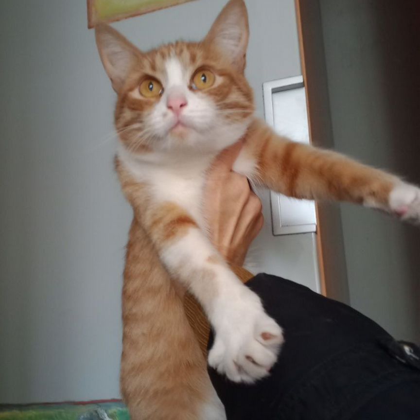 Котенок в добрые руки