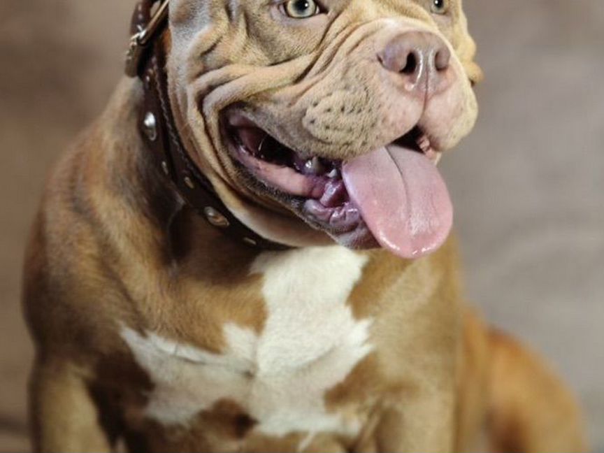 Американский булли стандарт