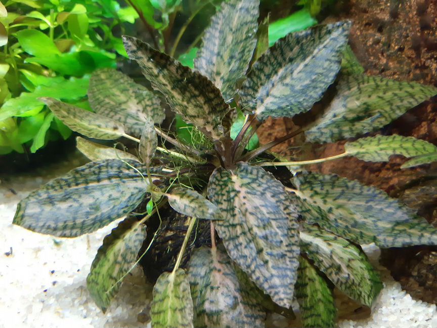 Криптокорины, анубиас, роголистник и др