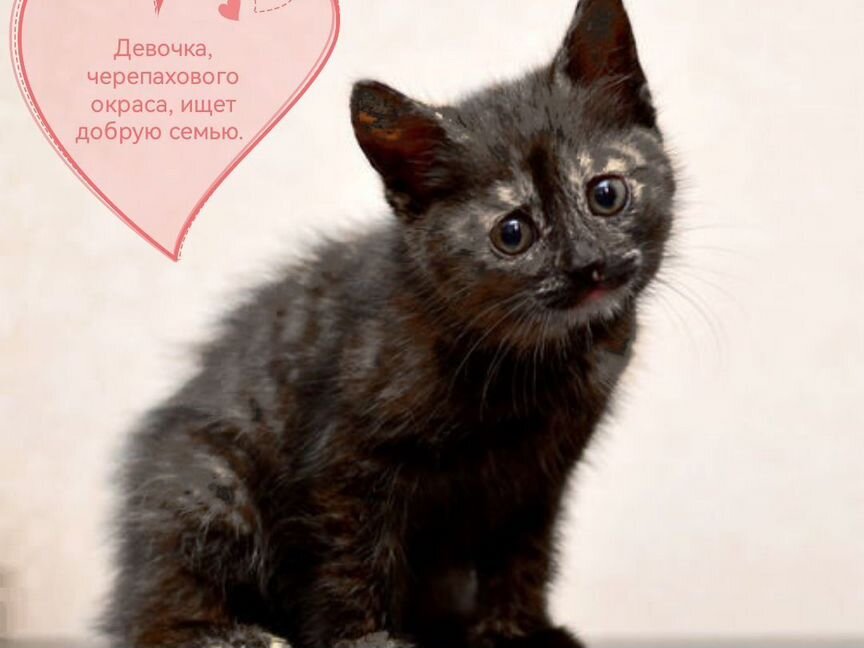 Котята в добрые руки
