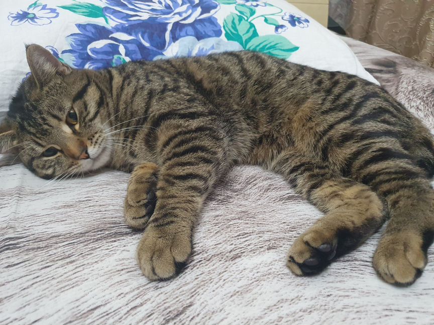 Отдам кота в добрые руки