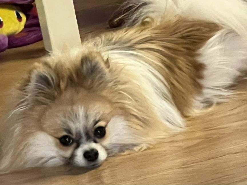 Померанский шпиц