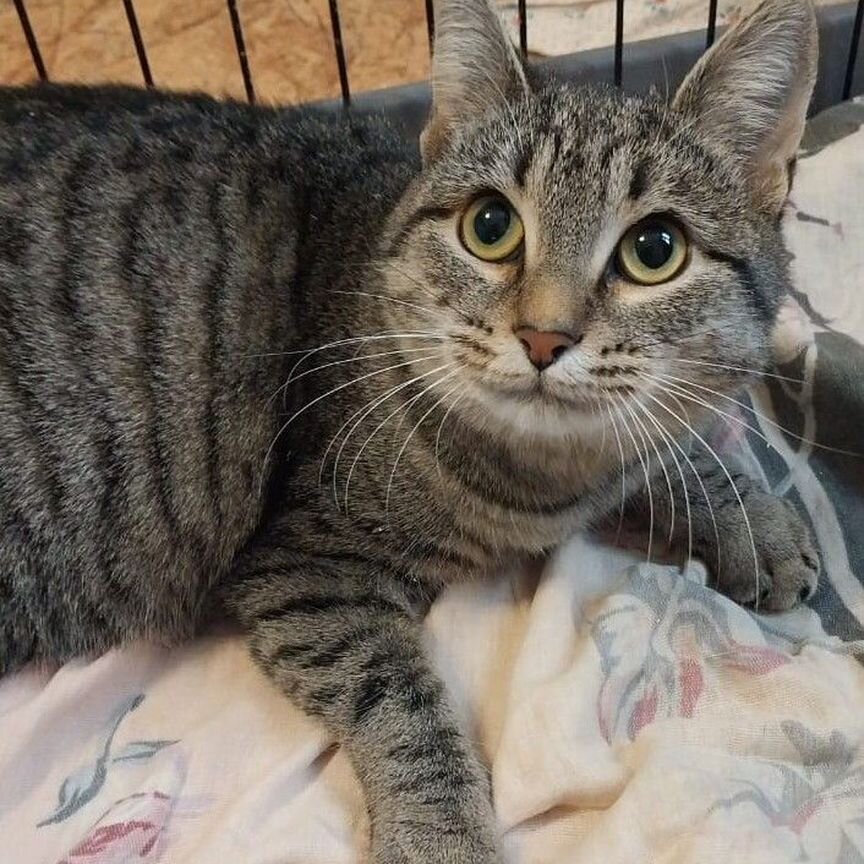 Полосатенькая девочка (6 мес.) с вет.паспортом