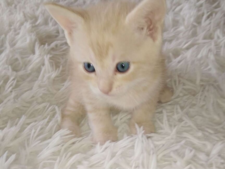 Котята, добрым людям на радость