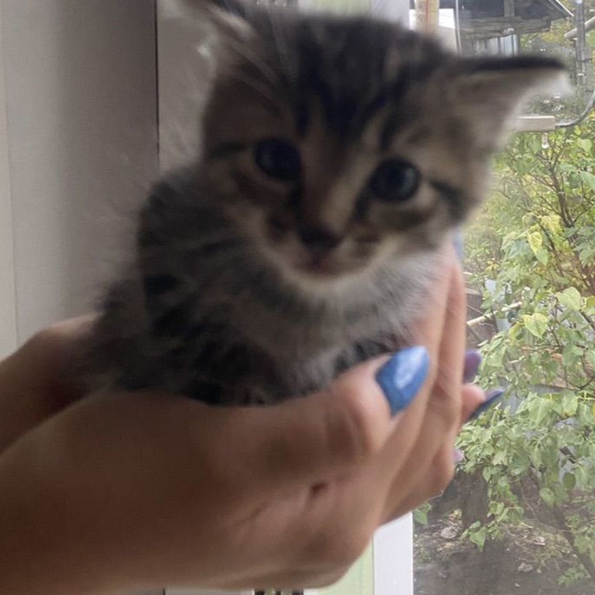 Отдам сибирских котят