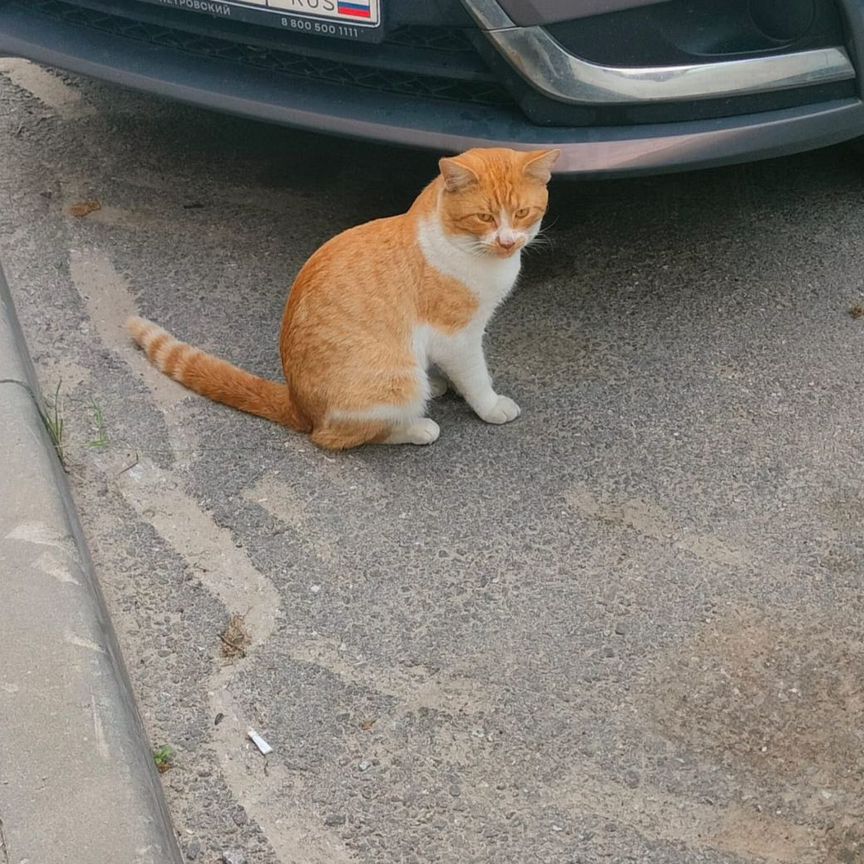 Рыжий кот говорун