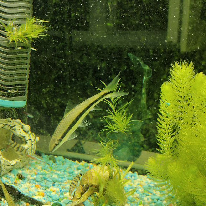 Сиамский водорослеед