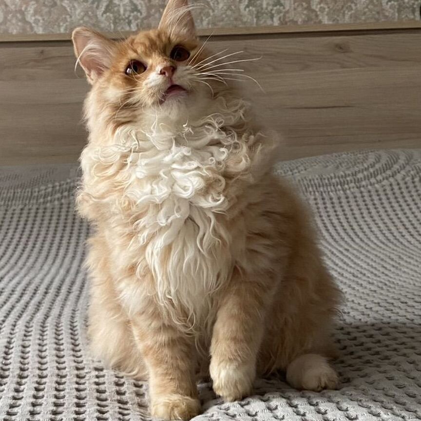 Сибирский котенок