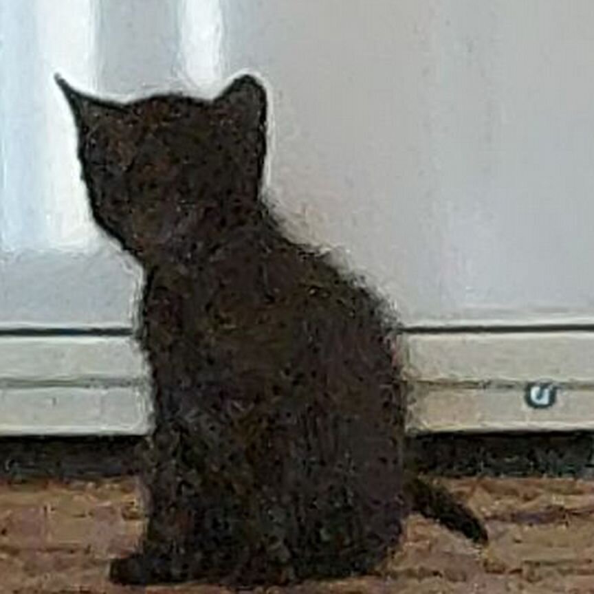 Котёнок в добрые руки